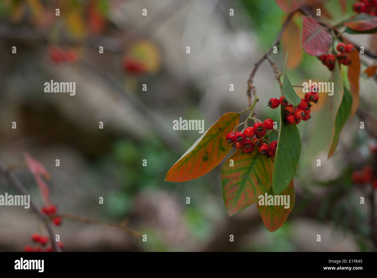 Tree Branch With Small Red Berries Stock Photo - Alamy