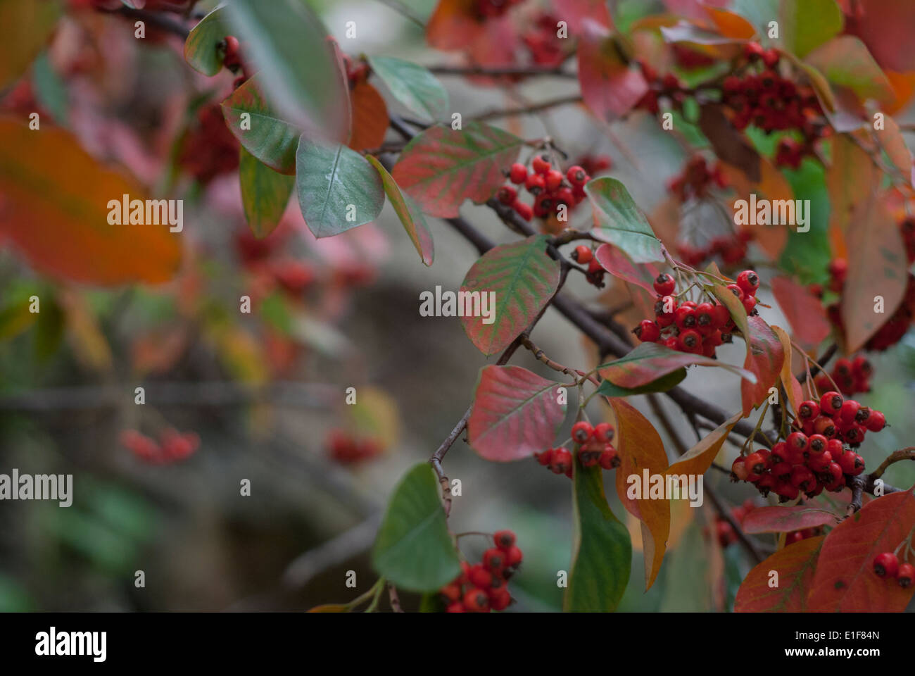 Tree Branch With Small Red Berries Stock Photo - Alamy