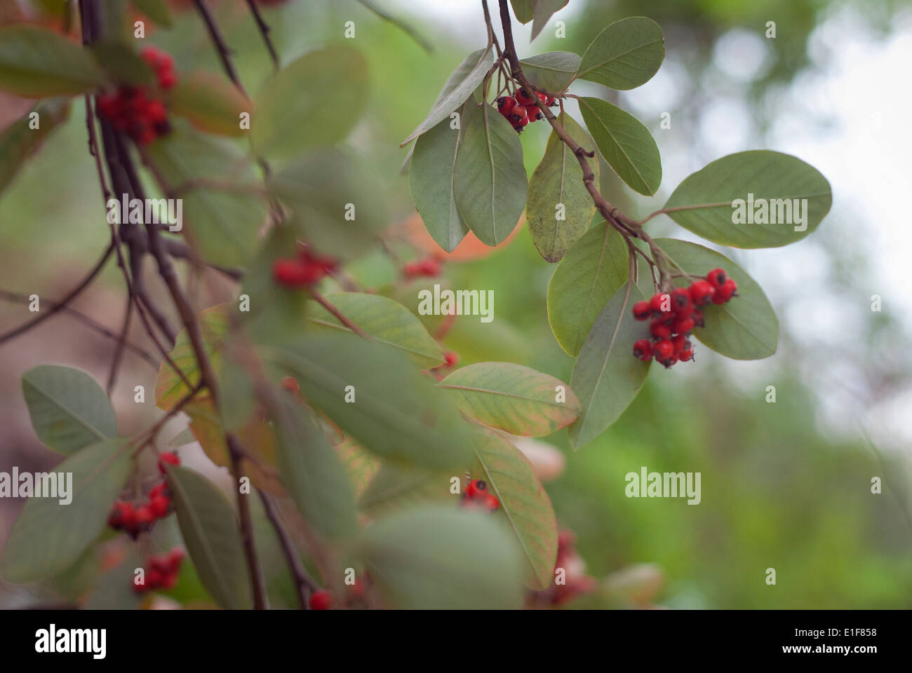 Red small berries hi-res stock photography and images - Alamy