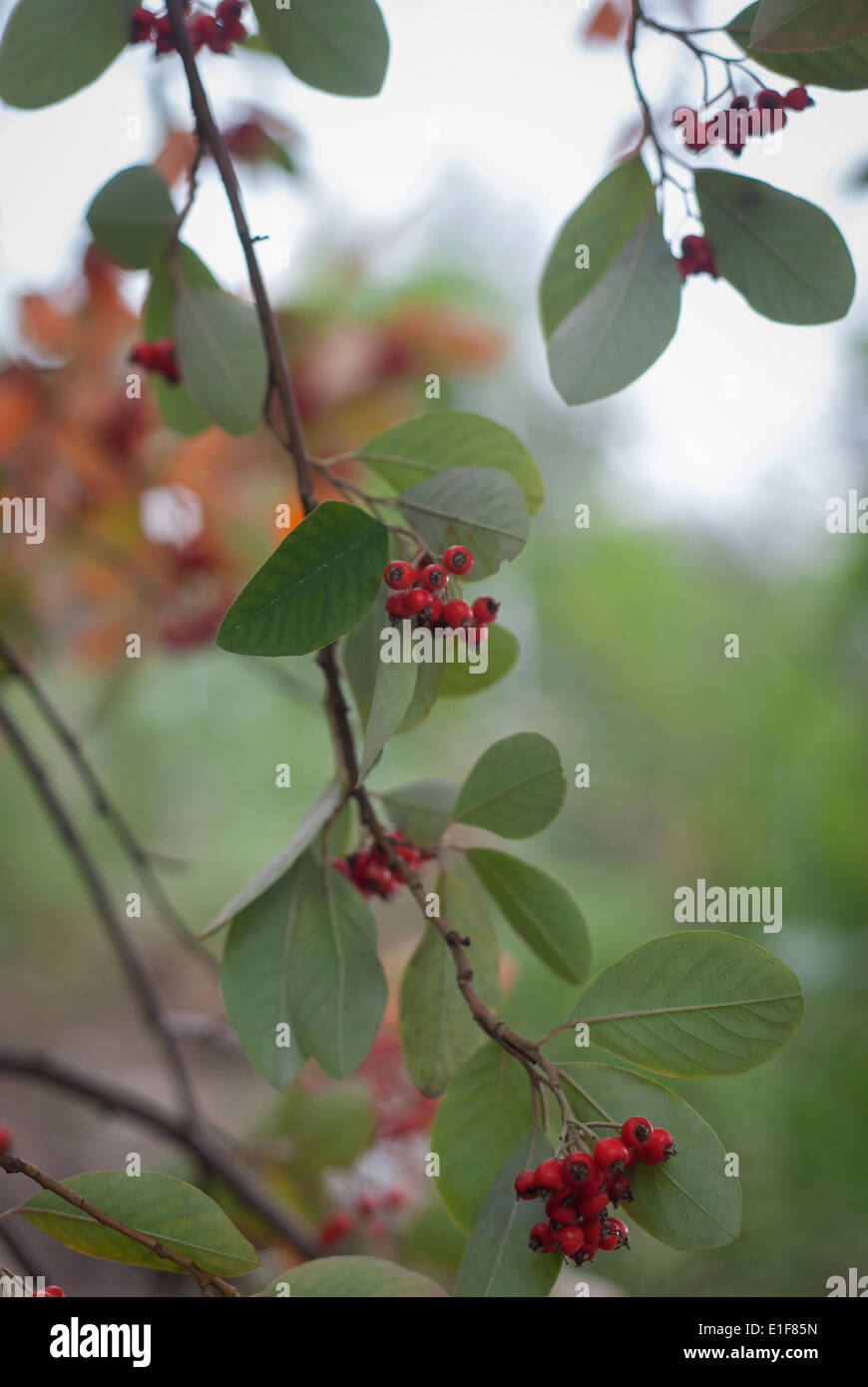 Tree Branch With Small Red Berries Stock Photo - Alamy
