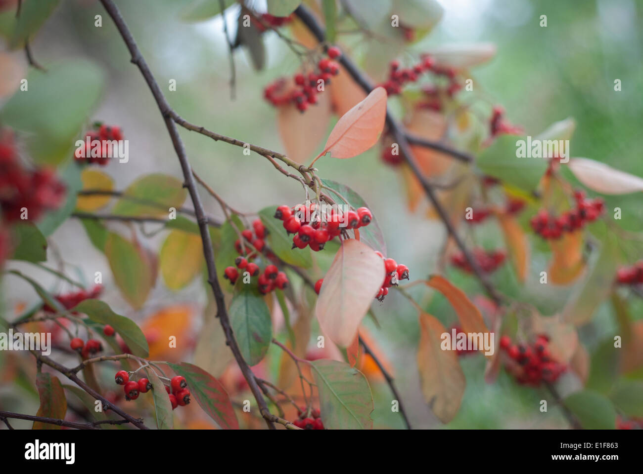 Tree Branch With Small Red Berries Stock Photo - Alamy