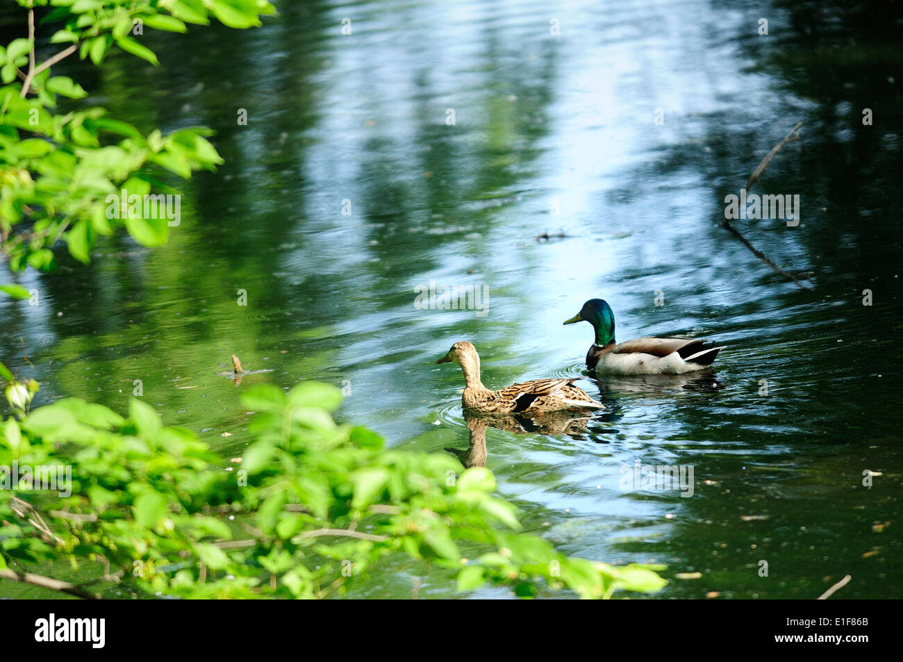 Producers In A River Ecosystem