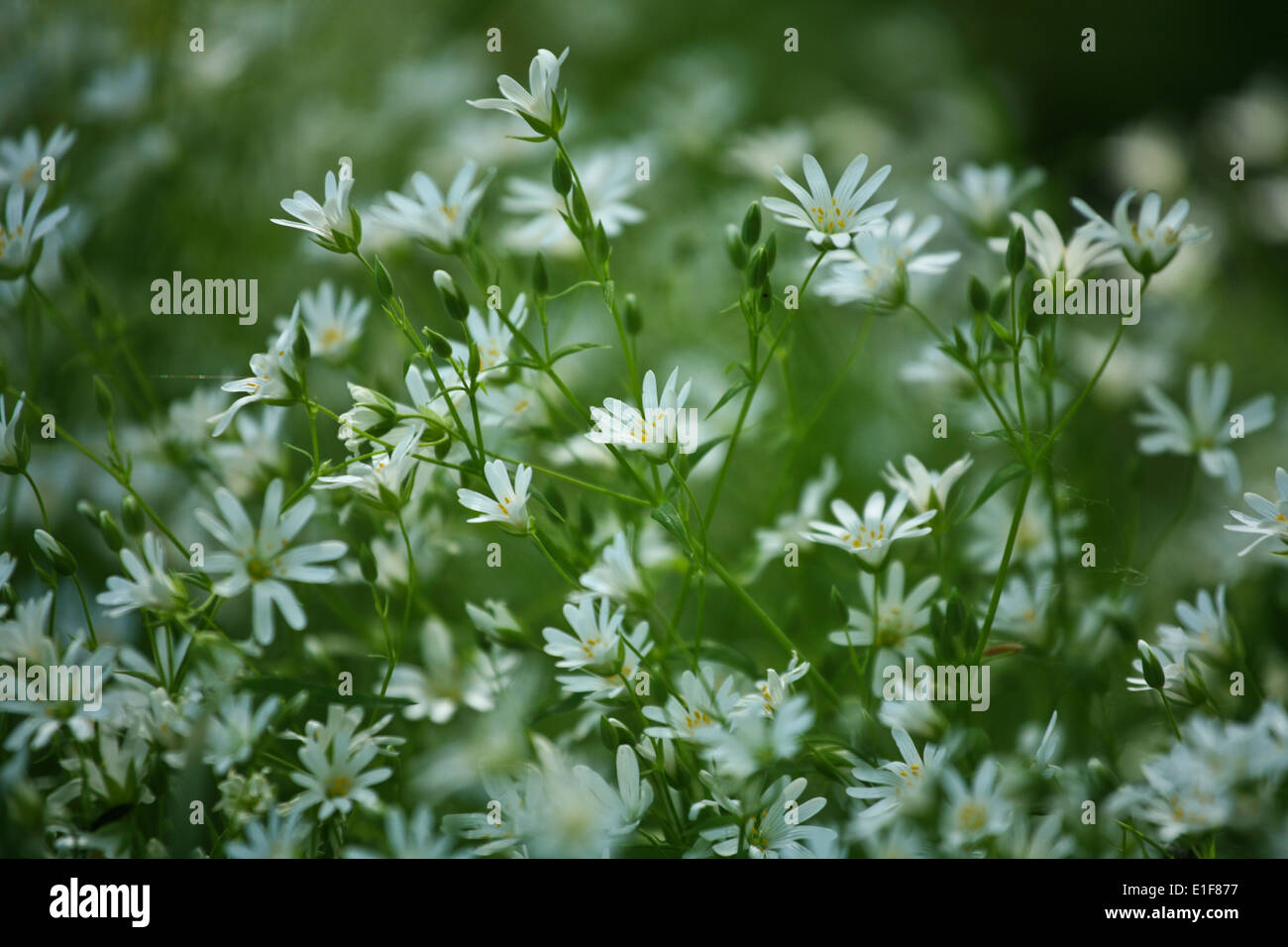 Flowers in a forest in denmark in the summer Stock Photo - Alamy