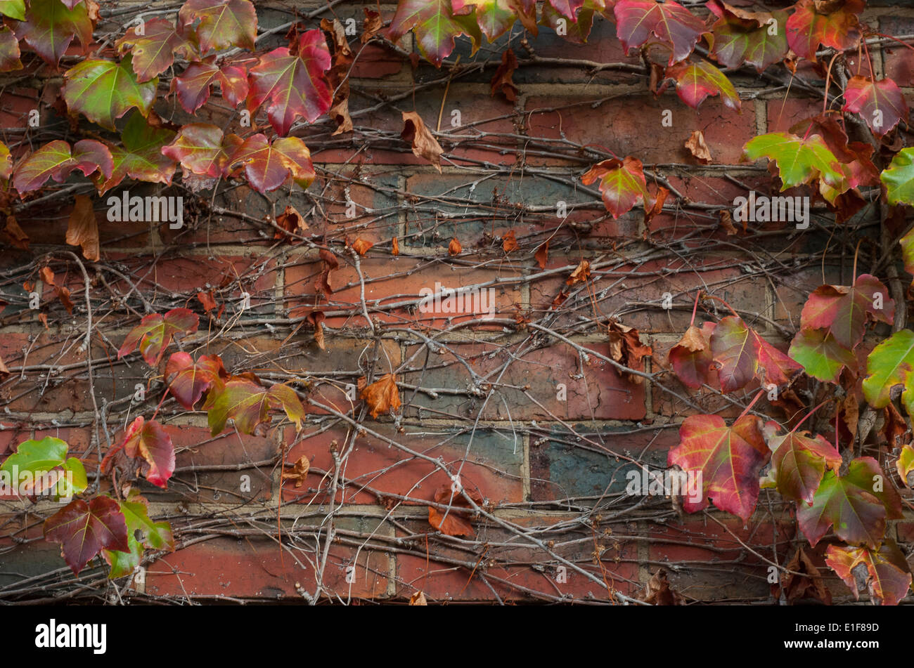 Vine leaves autumn hi-res stock photography and images - Alamy