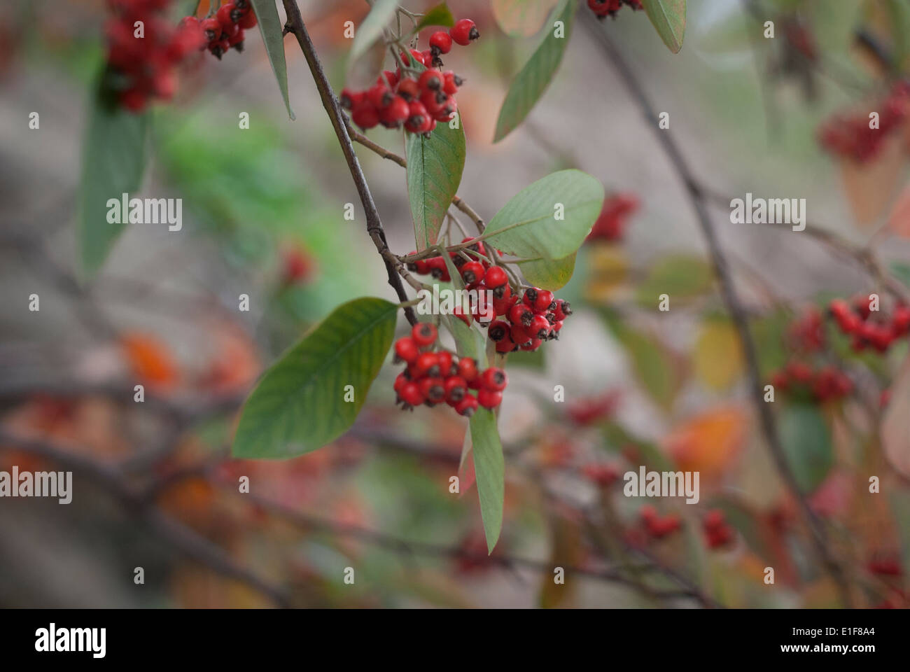 Tree Branch With Small Red Berries Stock Photo - Alamy