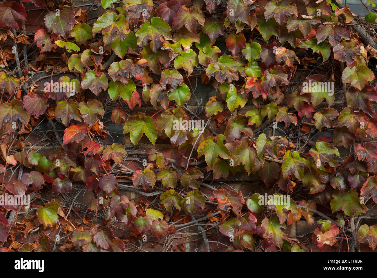 Vine leaves autumn hi-res stock photography and images - Alamy