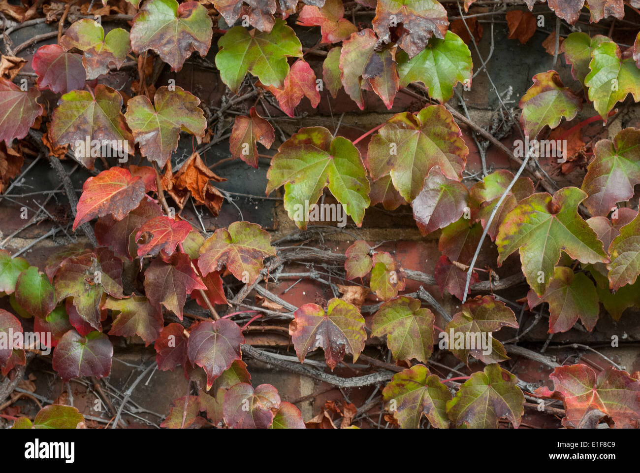 Red Autumn Vine Leaves Stock Photo - Alamy