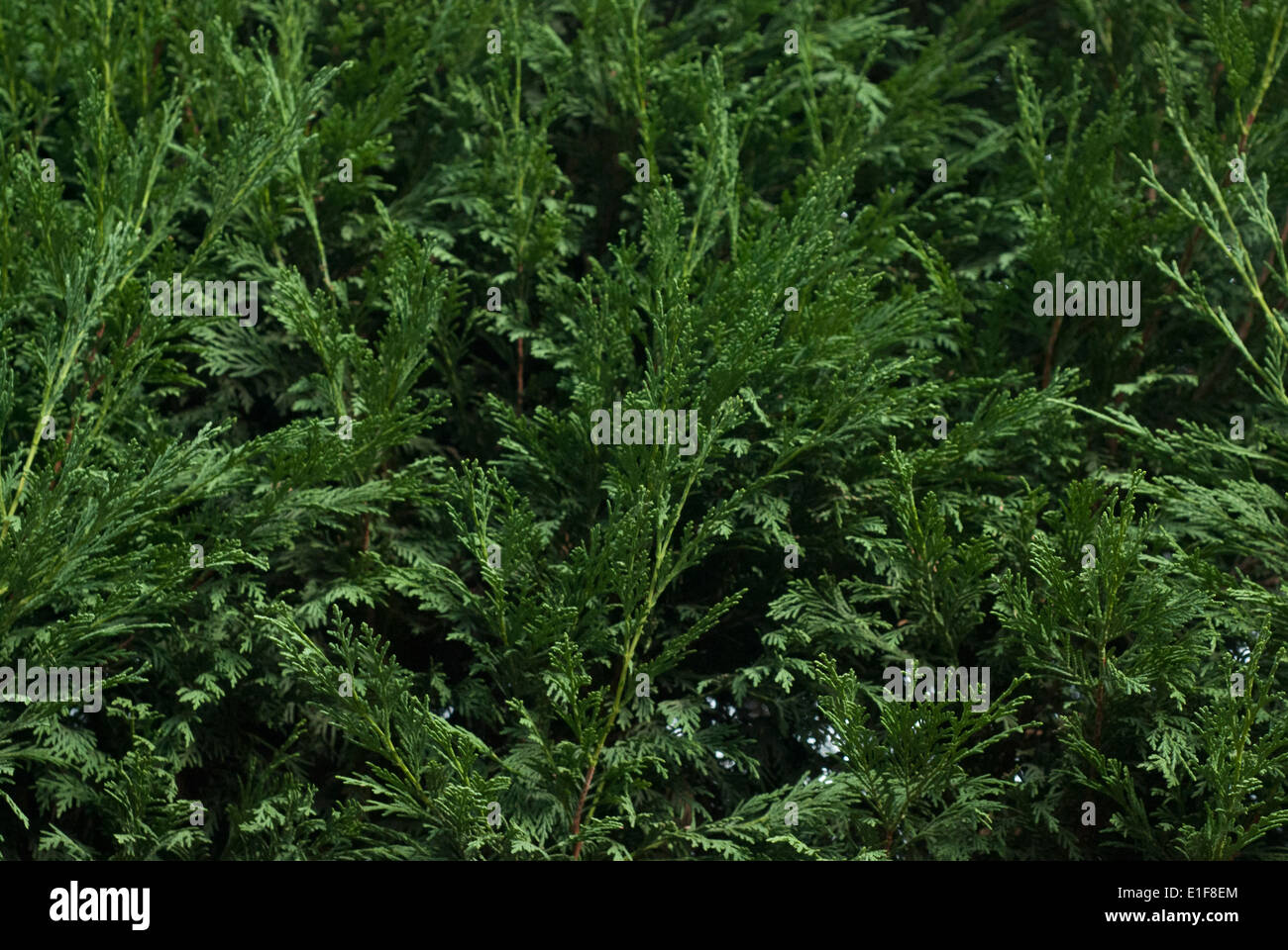 Conifer hedge hi-res stock photography and images - Alamy