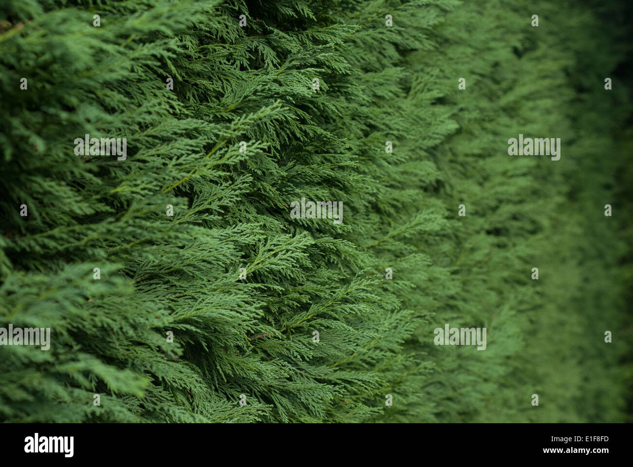 Conifer hedge hi-res stock photography and images - Alamy