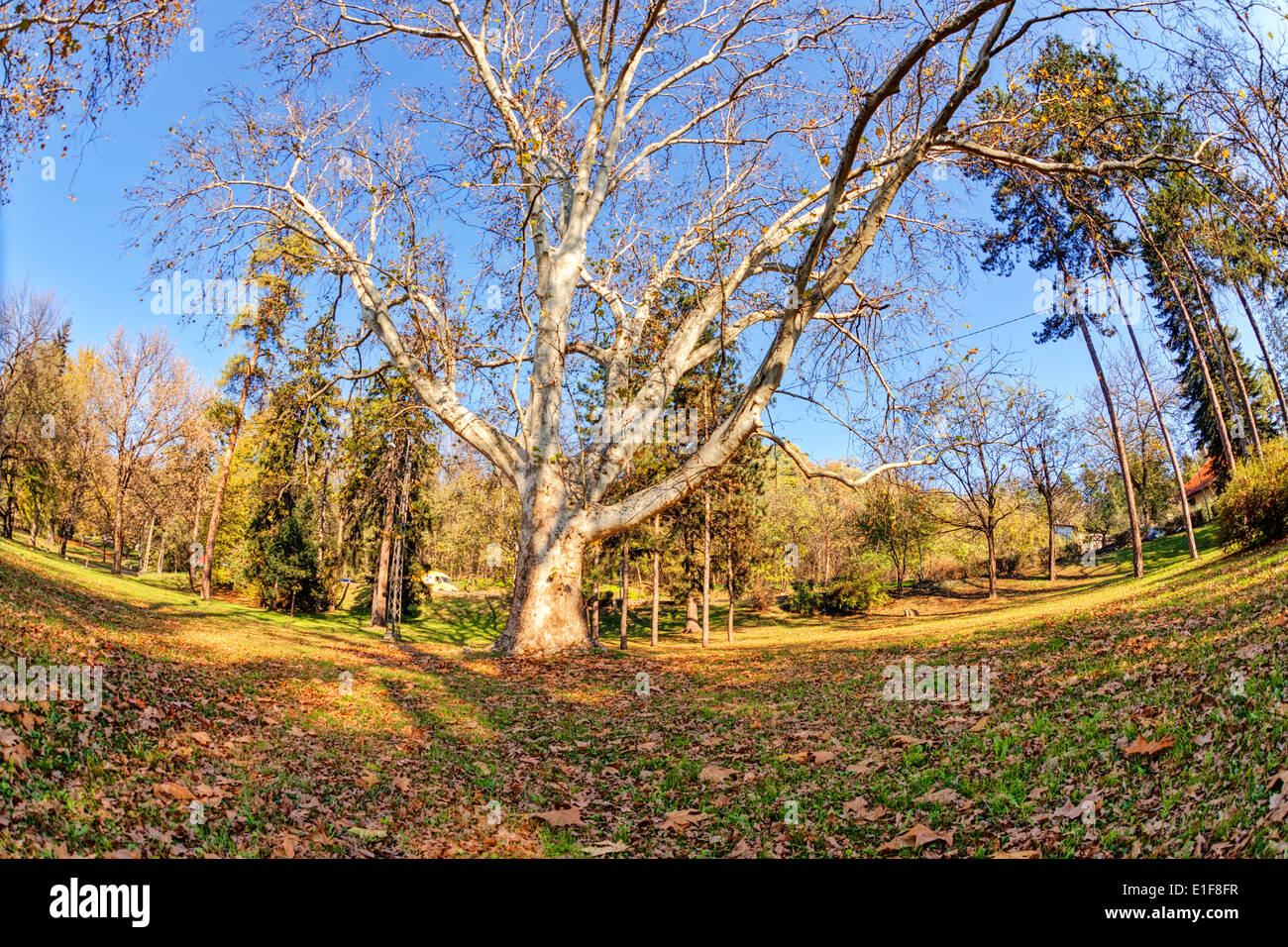 trees in park Stock Photo - Alamy