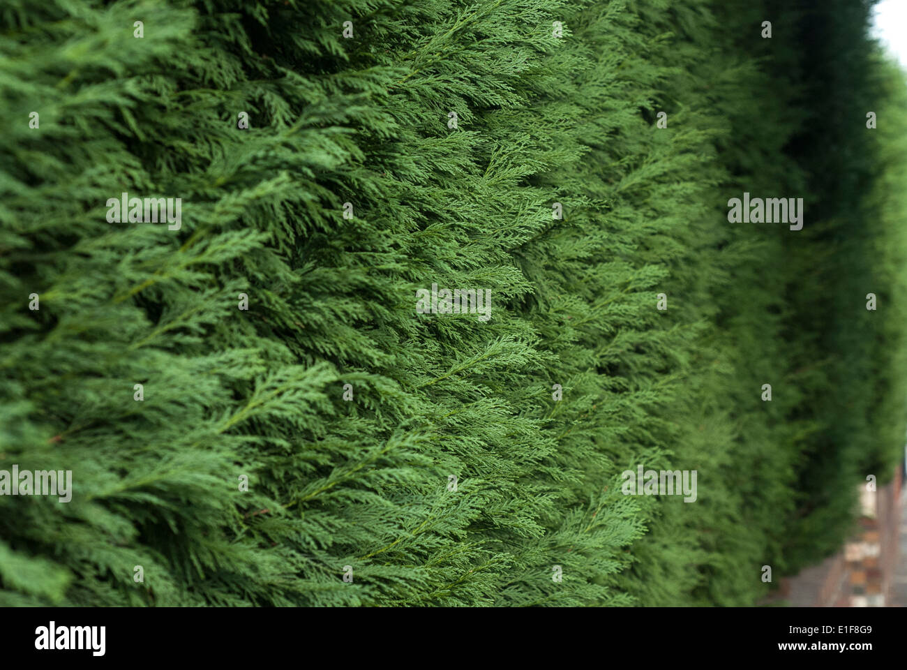 Conifer hedge hi-res stock photography and images - Alamy