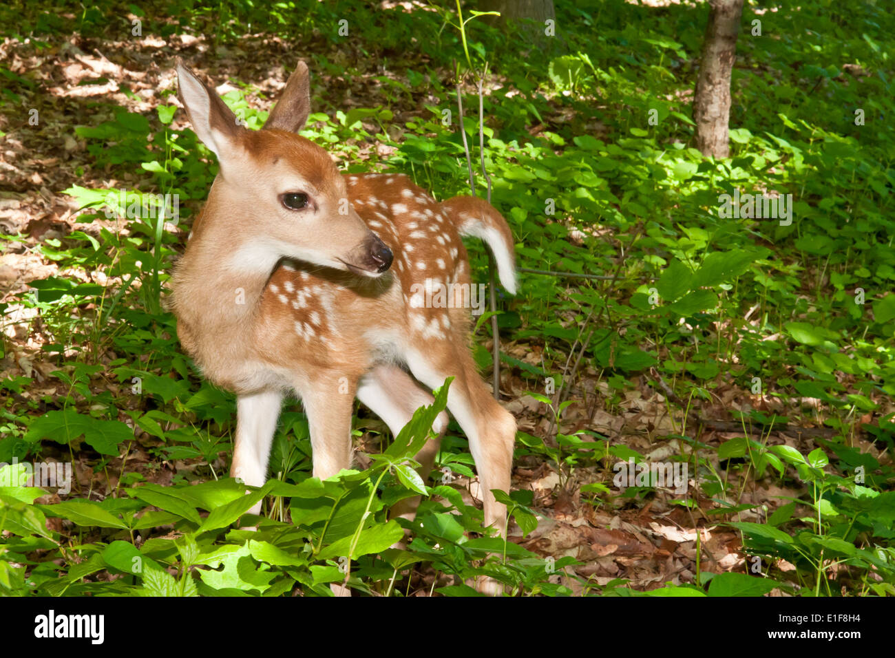 Unique deer hi-res stock photography and images - Alamy