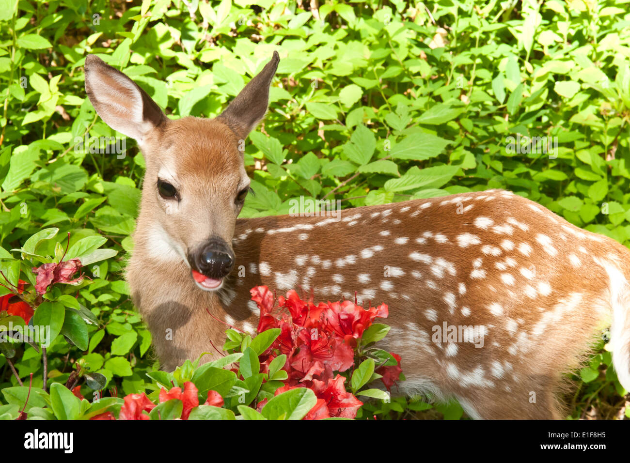 Baby deer hi-res stock photography and images - Alamy