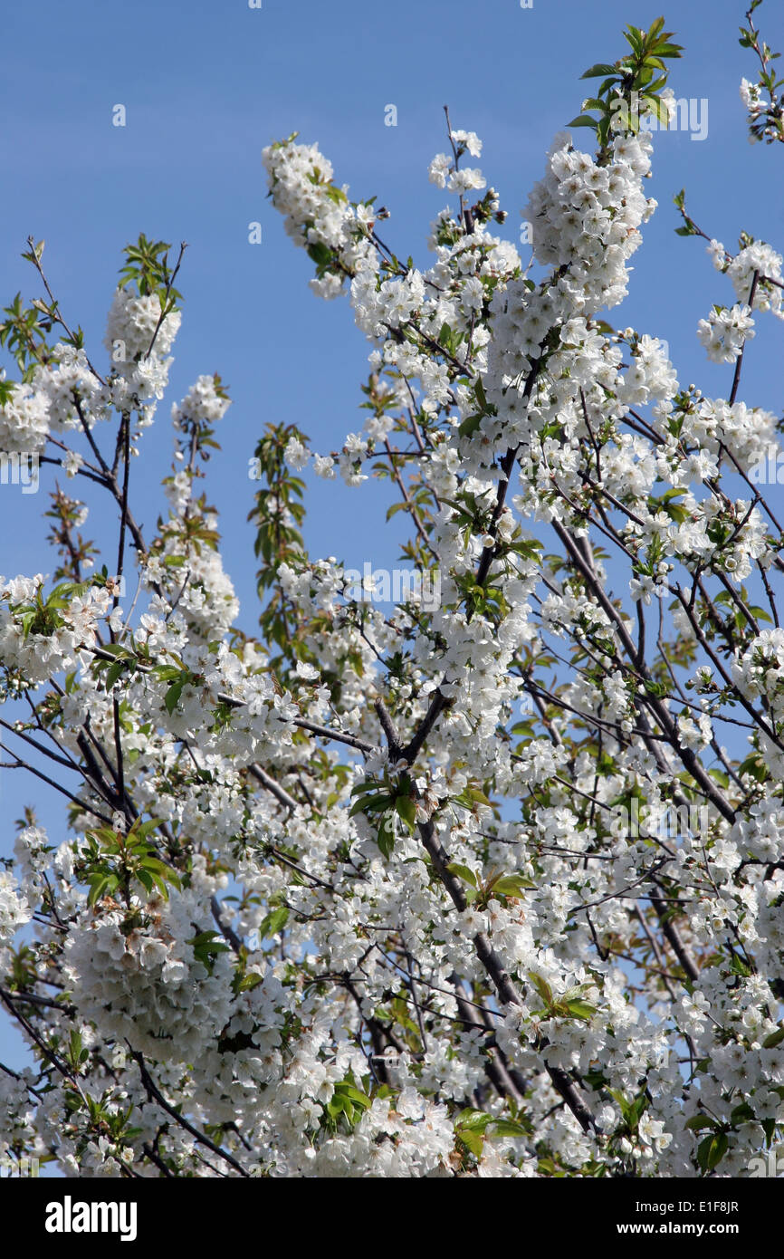 Cherry tree in bloom Stock Photo - Alamy