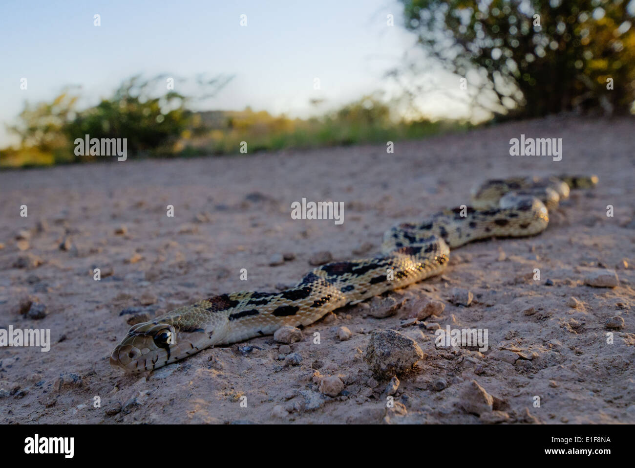 Gopher snake hi-res stock photography and images - Alamy