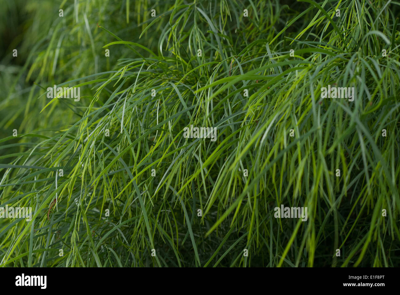 Long thin leaves hi-res stock photography and images - Alamy