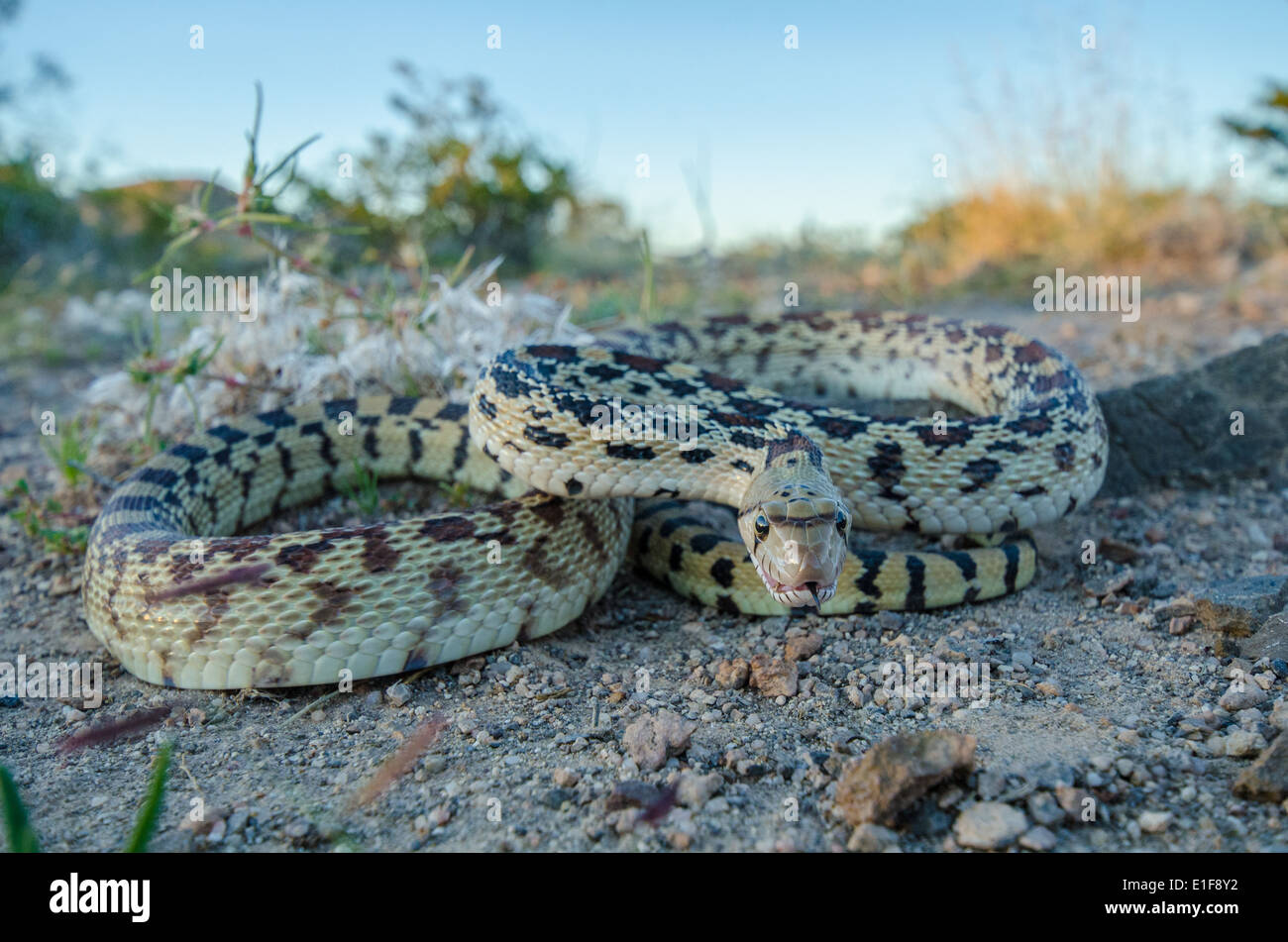 Pituophis snakes hi-res stock photography and images - Alamy