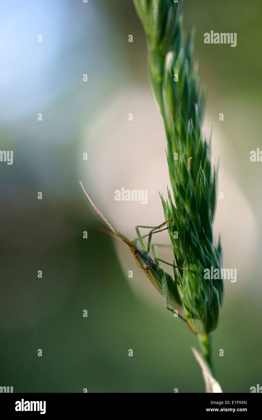 Ear insects hi-res stock photography and images - Alamy