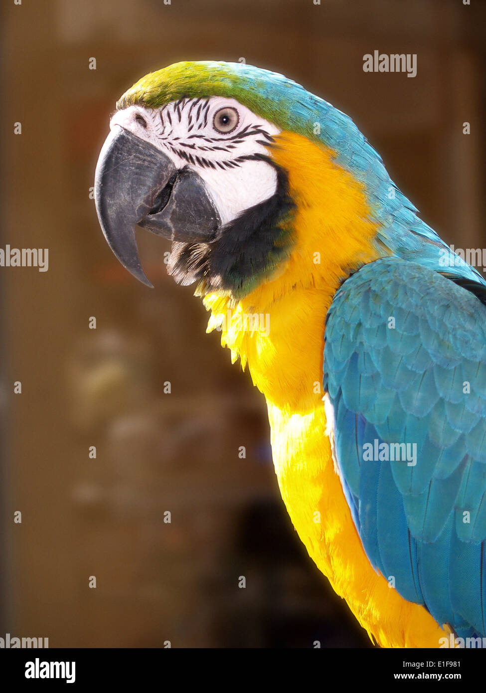 Garish colours hi-res stock photography and images - Alamy