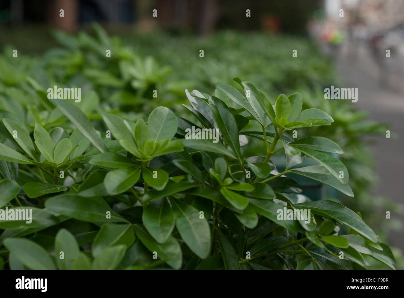 Lush Greenery Of A Garden Bush Hedge Plant Stock Photo - Alamy