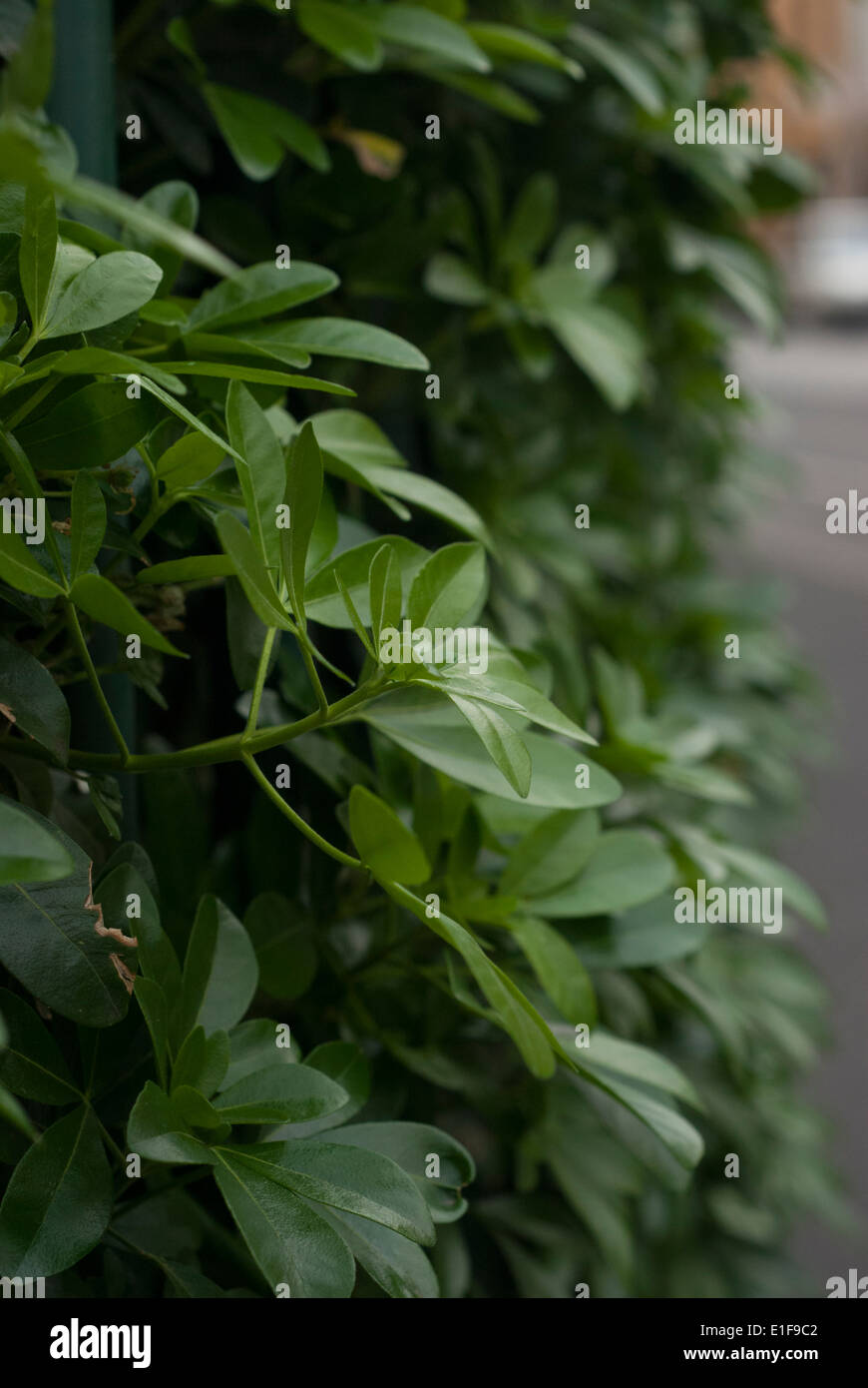 Lush Greenery Of A Garden Bush Hedge Plant Stock Photo - Alamy
