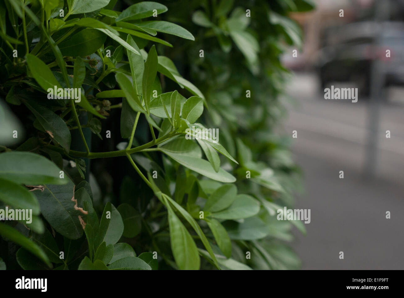 Lush Greenery Of A Garden Bush Hedge Plant Stock Photo - Alamy