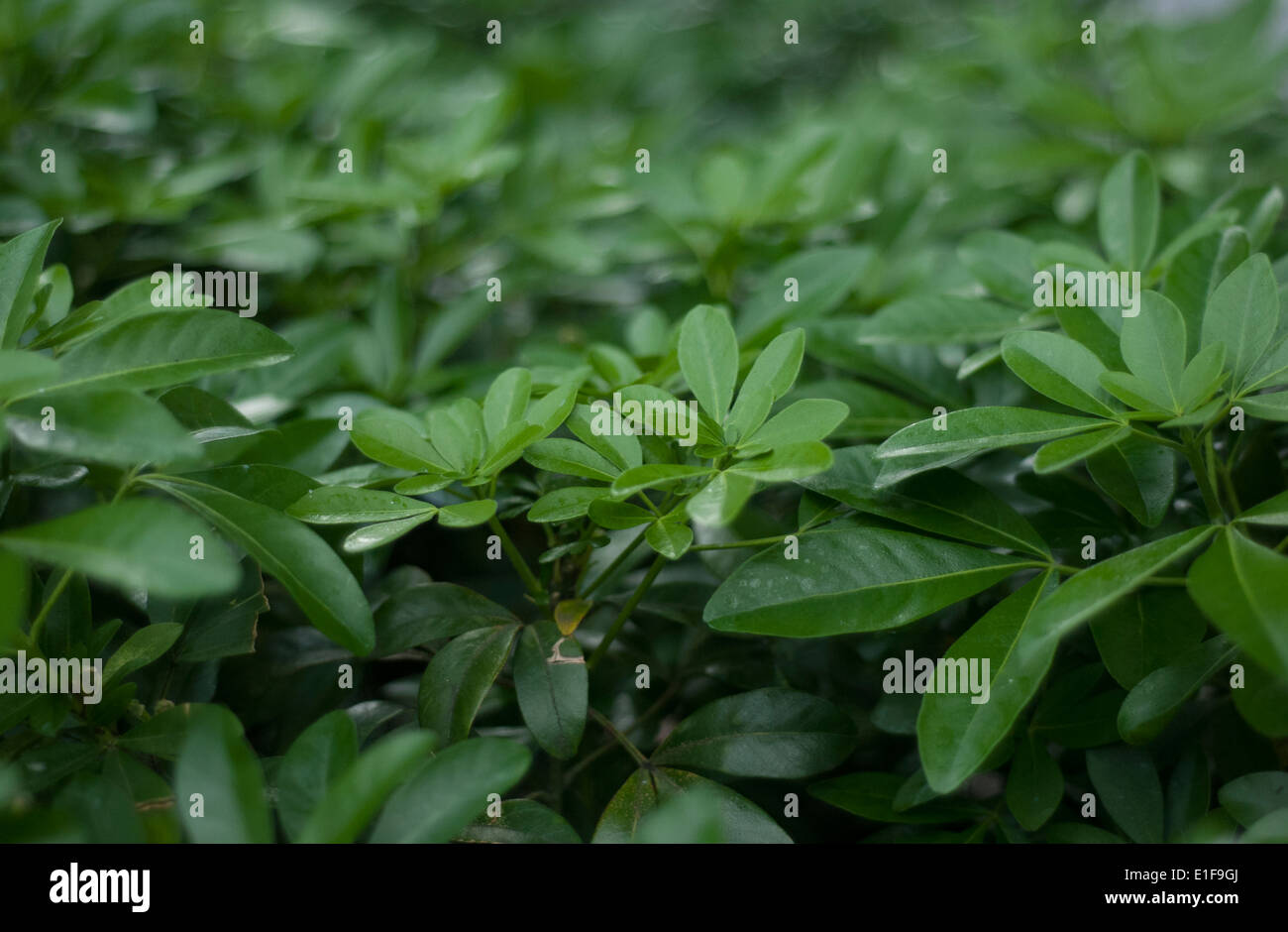 Lush Greenery Of A Garden Bush Hedge Plant Stock Photo - Alamy
