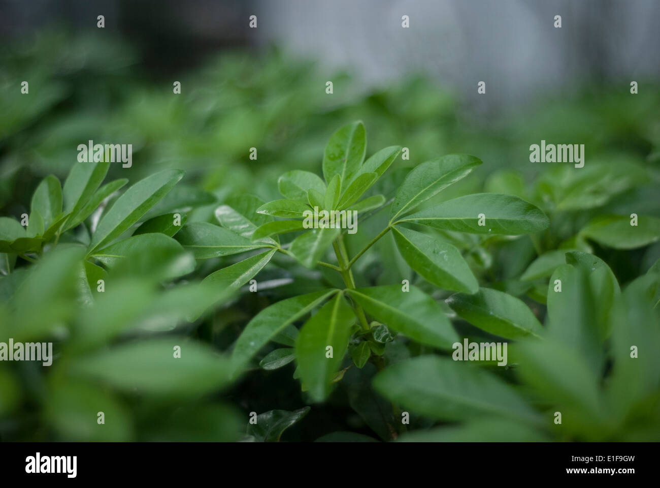 Lush Greenery Of A Garden Bush Hedge Plant Stock Photo - Alamy