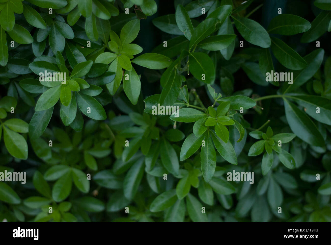 Lush Greenery Of A Garden Bush Hedge Plant Stock Photo - Alamy