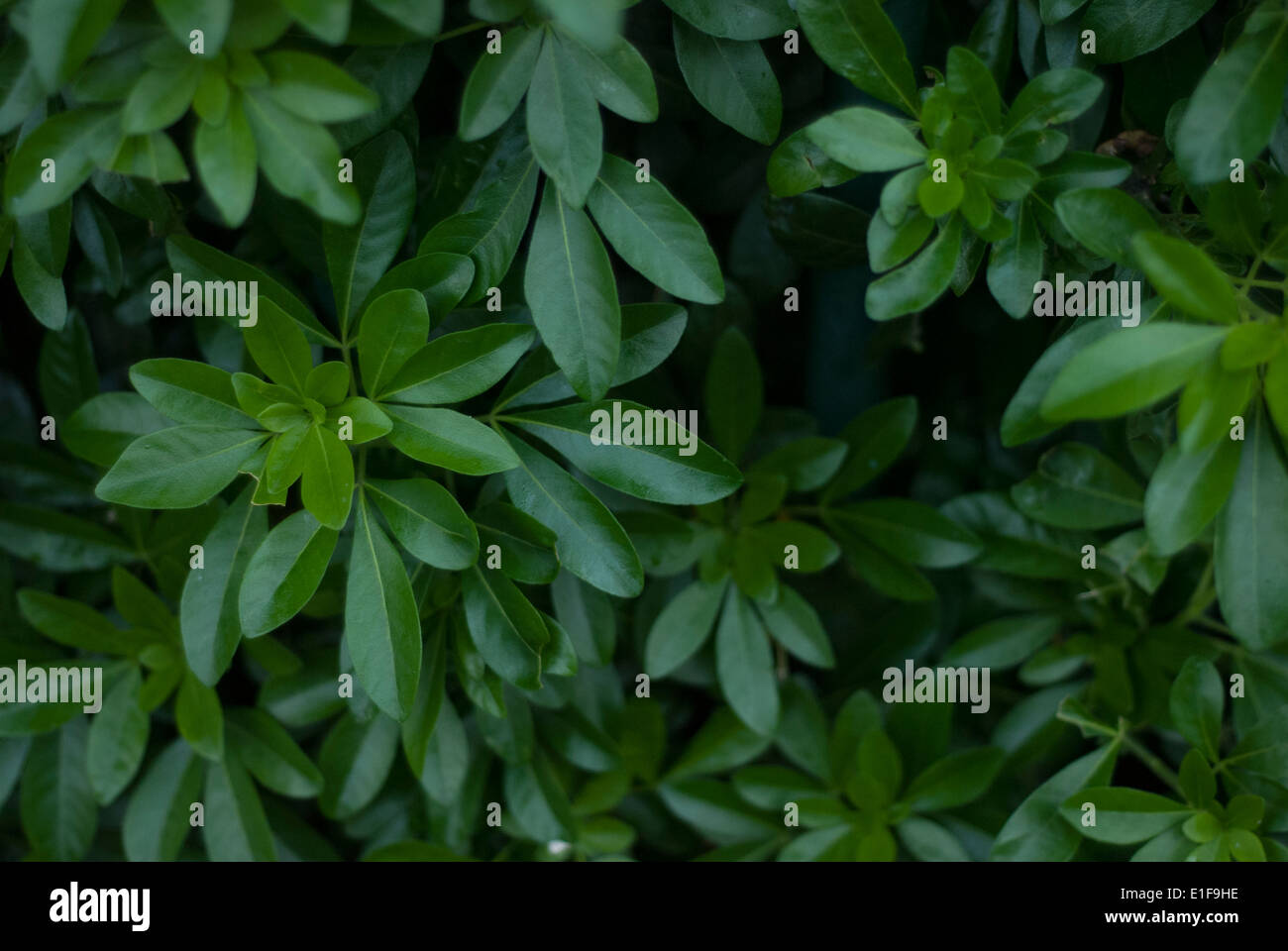 Lush Greenery Of A Garden Bush Hedge Plant Stock Photo - Alamy