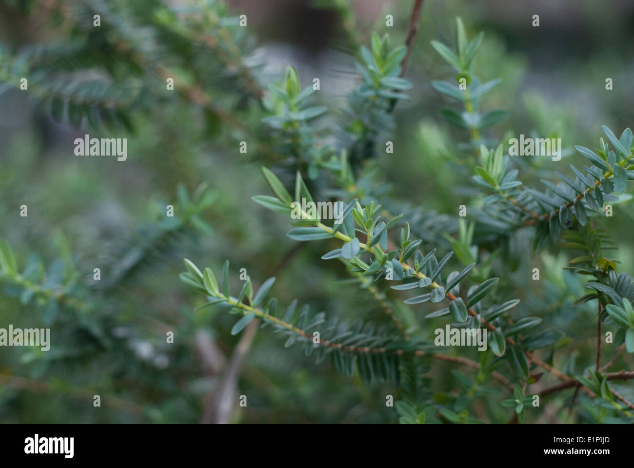 Plant stem and leaves hi-res stock photography and images - Alamy