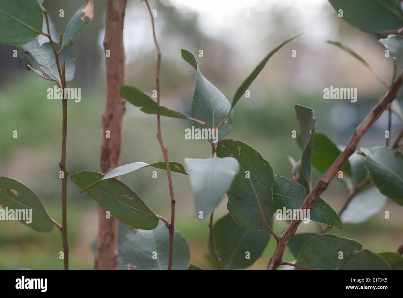 Young Gum Tree Leaves Stock Photo - Alamy