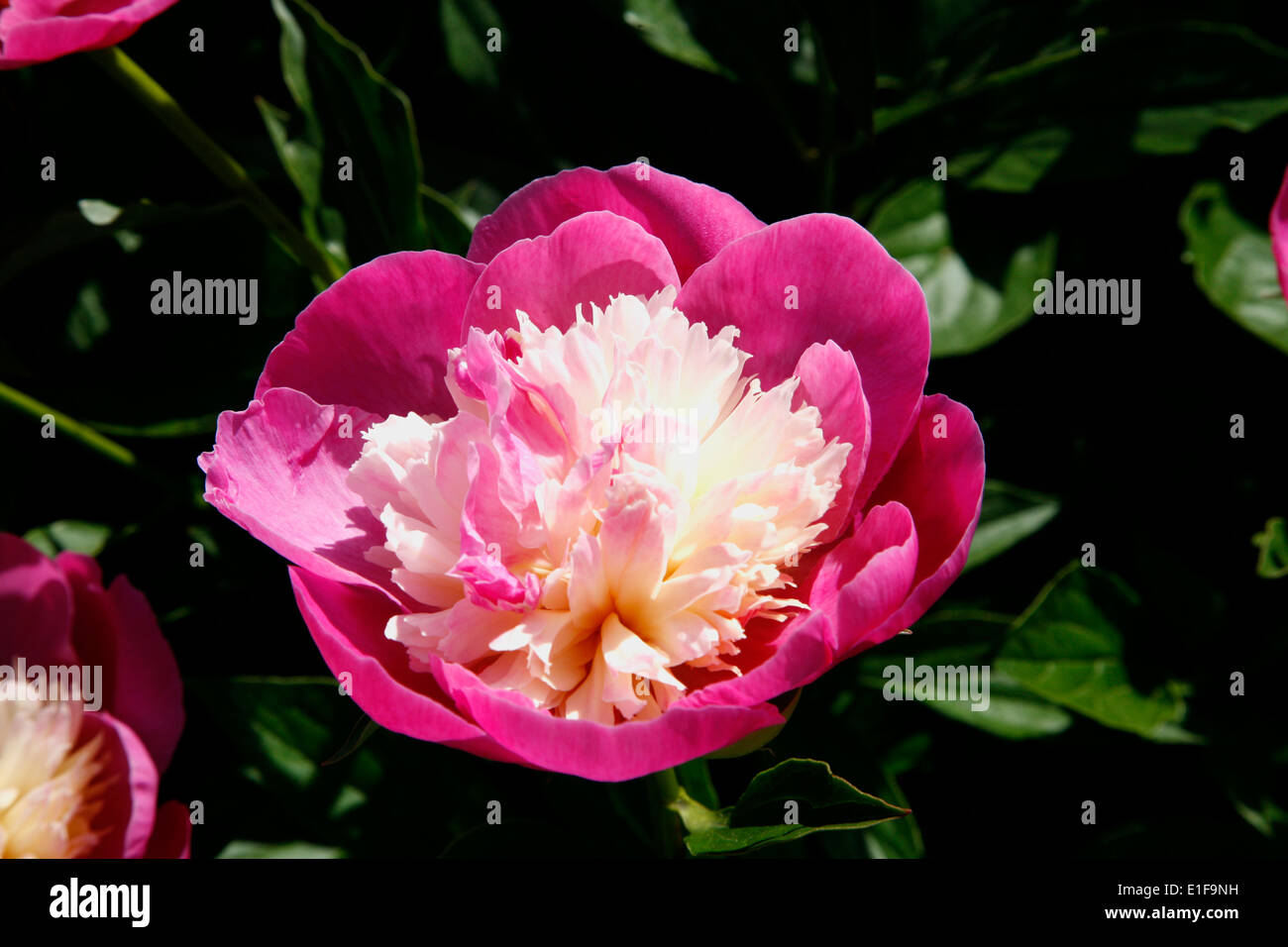 Gay Paree Peony native to temperate Asis Stock Photo - Alamy