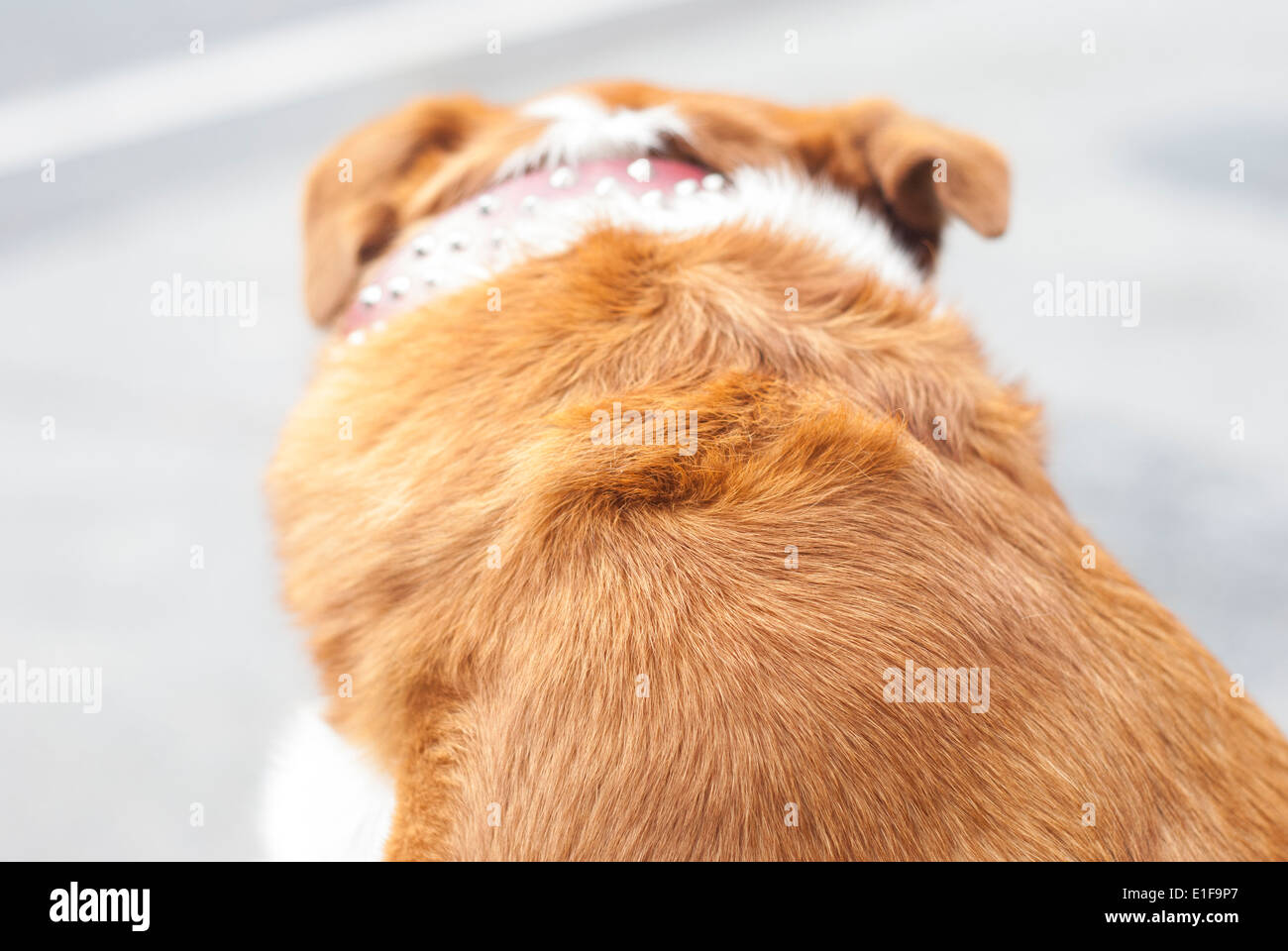 Cute orange hi-res stock photography and images - Alamy