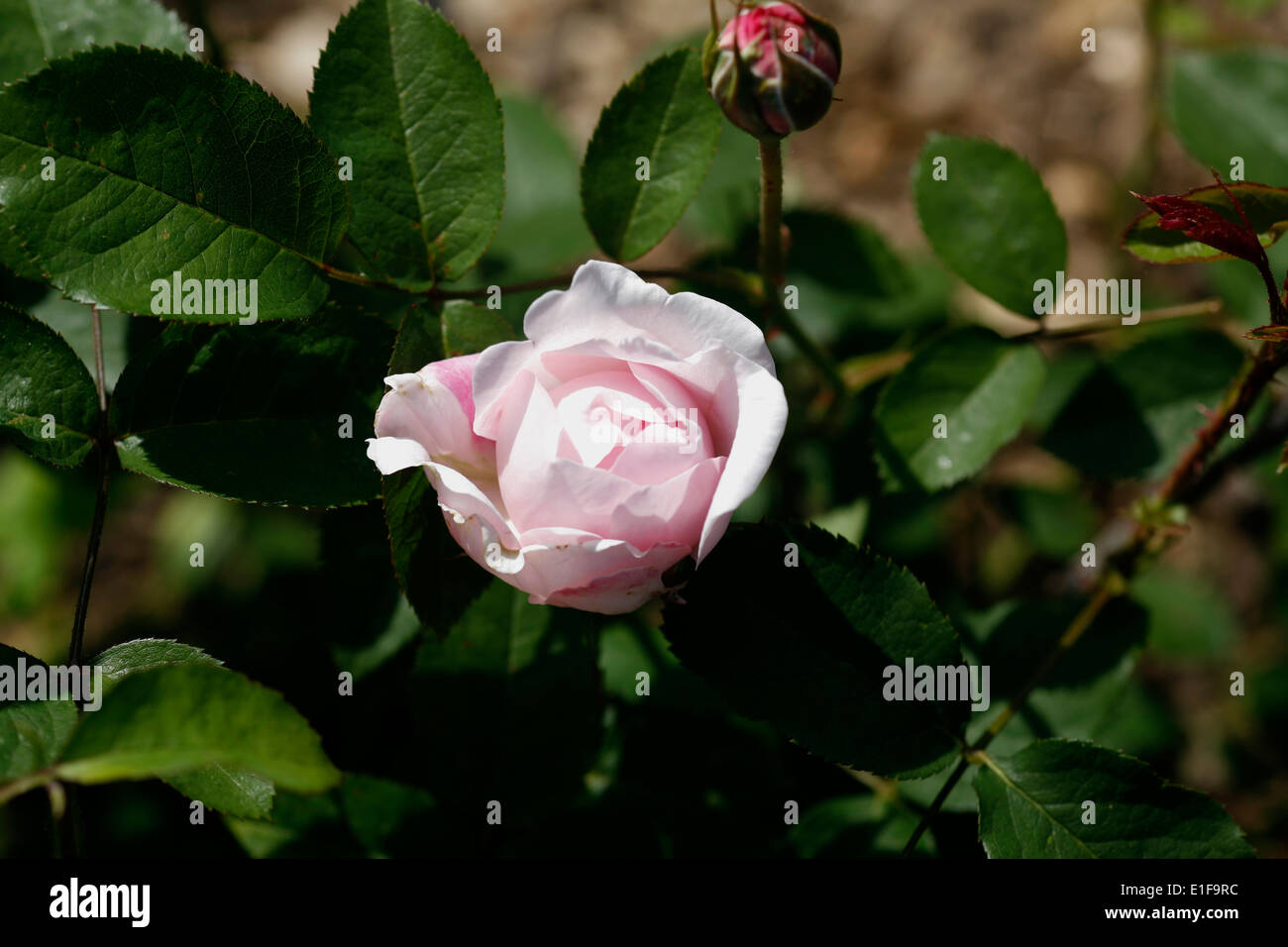 Redoute Rose introduced in 1992 Stock Photo - Alamy