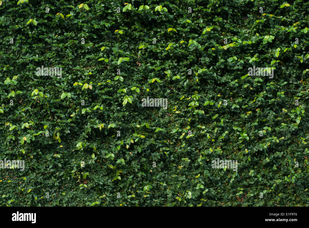 Hedge Leaves Ivy Stock Photo - Alamy