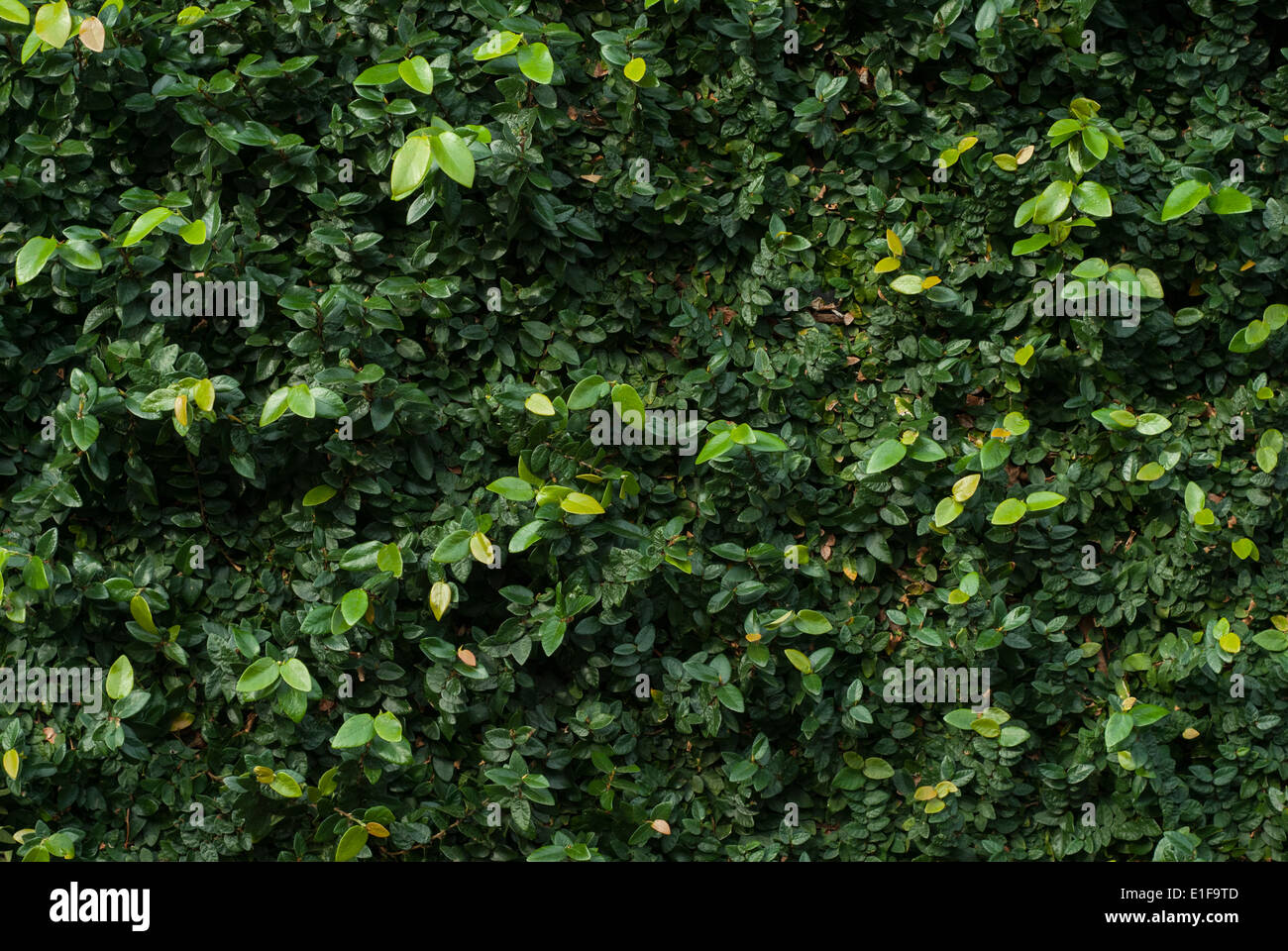 Hedge Leaves Ivy Stock Photo - Alamy