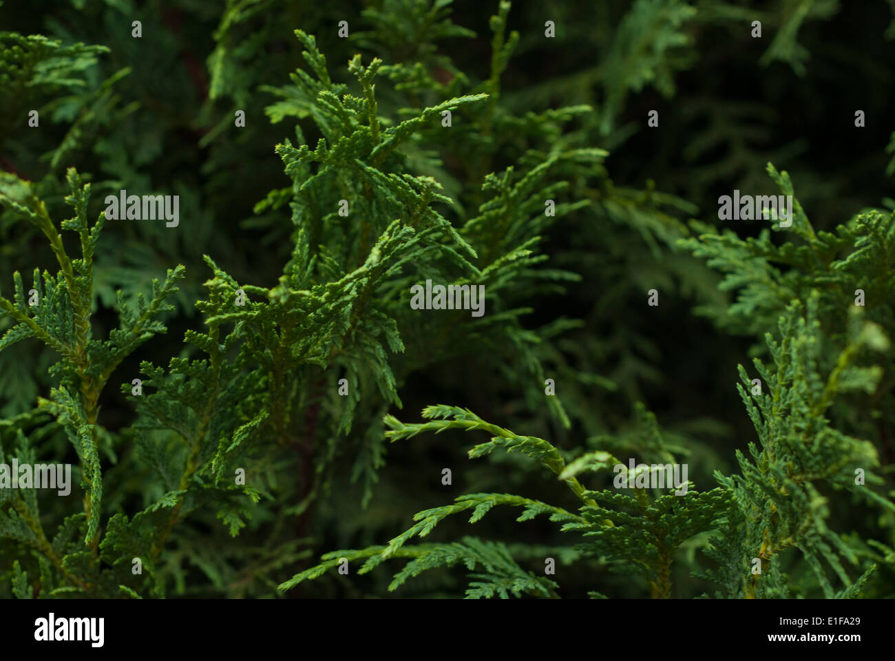 Conifer hedge hi-res stock photography and images - Alamy