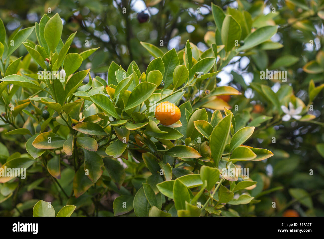 Orange Tree Branch Stock Photo - Alamy