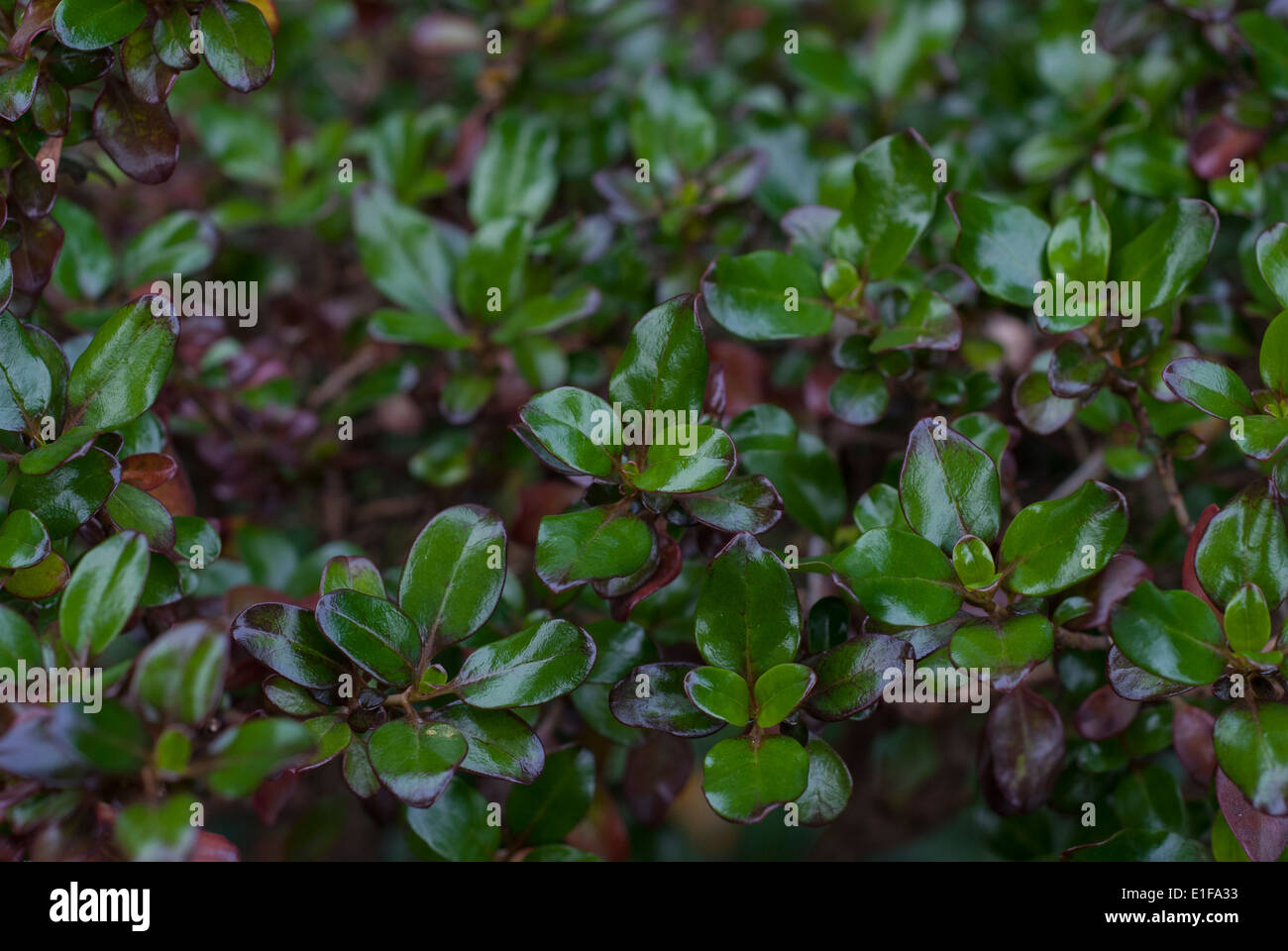 Shiny leaves hi-res stock photography and images - Alamy