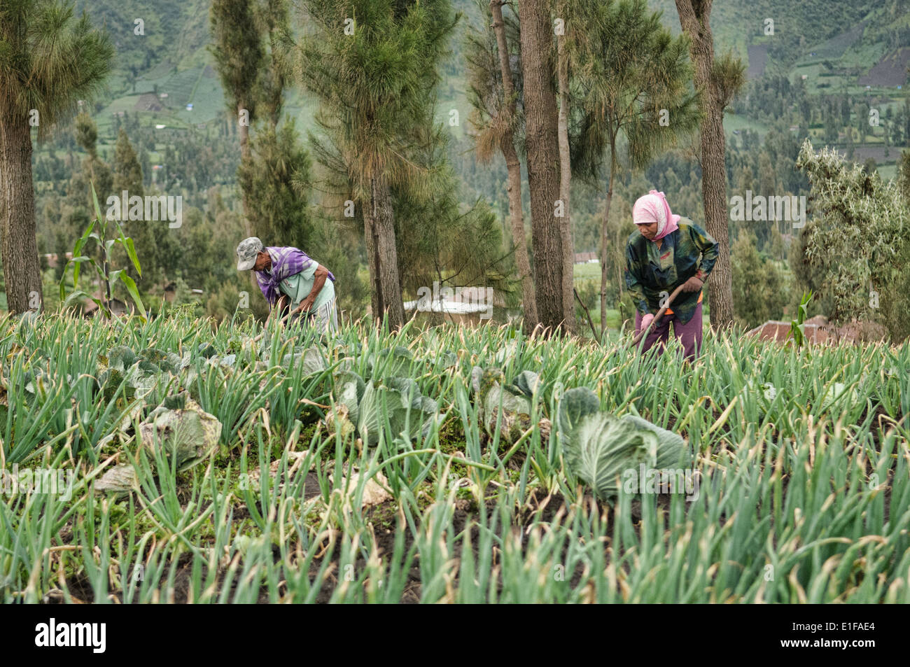 Farmers tending the crops hi-res stock photography and images - Alamy