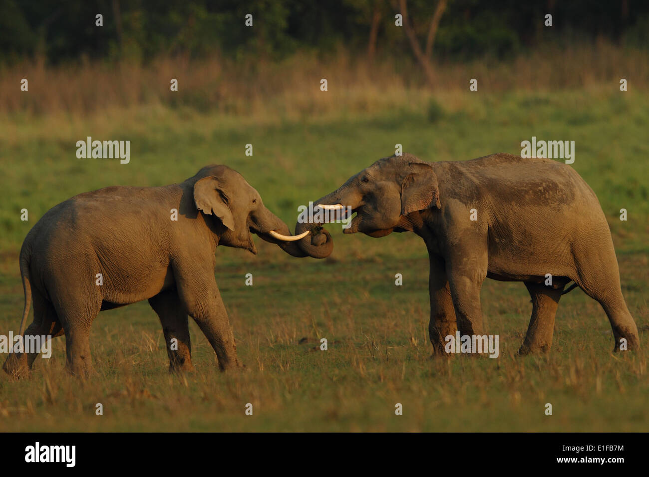 Elephant fighting hi-res stock photography and images - Alamy