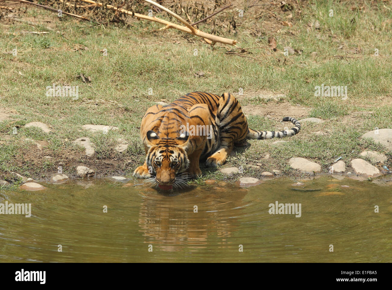 Royal bengal tiger drinking water from a waterhole in Corbett National ...