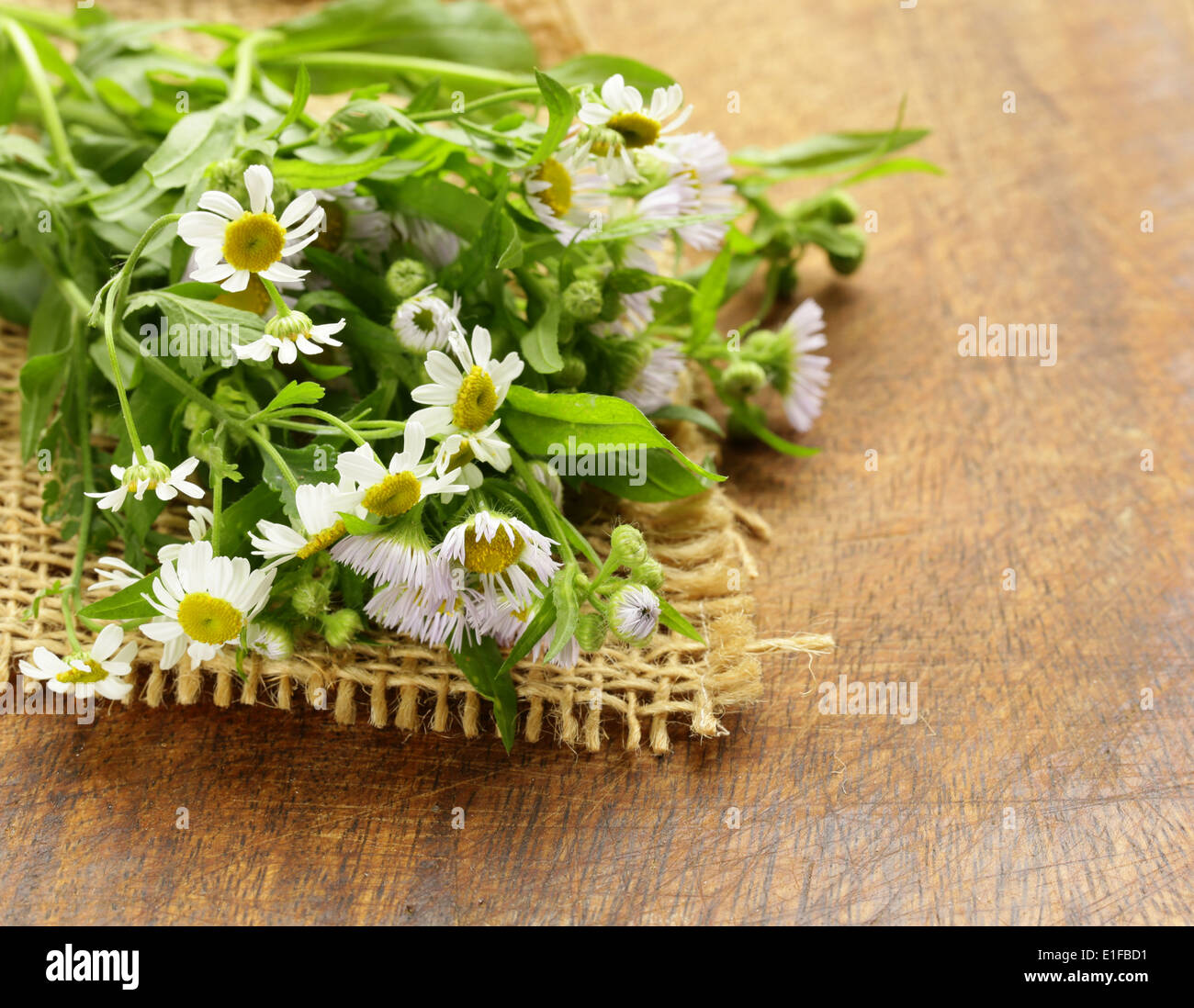 Daisy wildflowers hi-res stock photography and images - Alamy