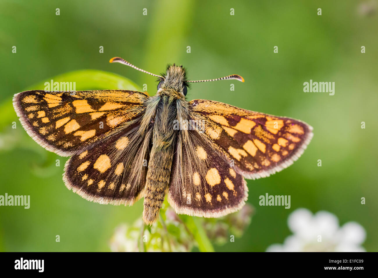 The Scarce Fritillary, Euphydryas maturna Stock Photo - Alamy
