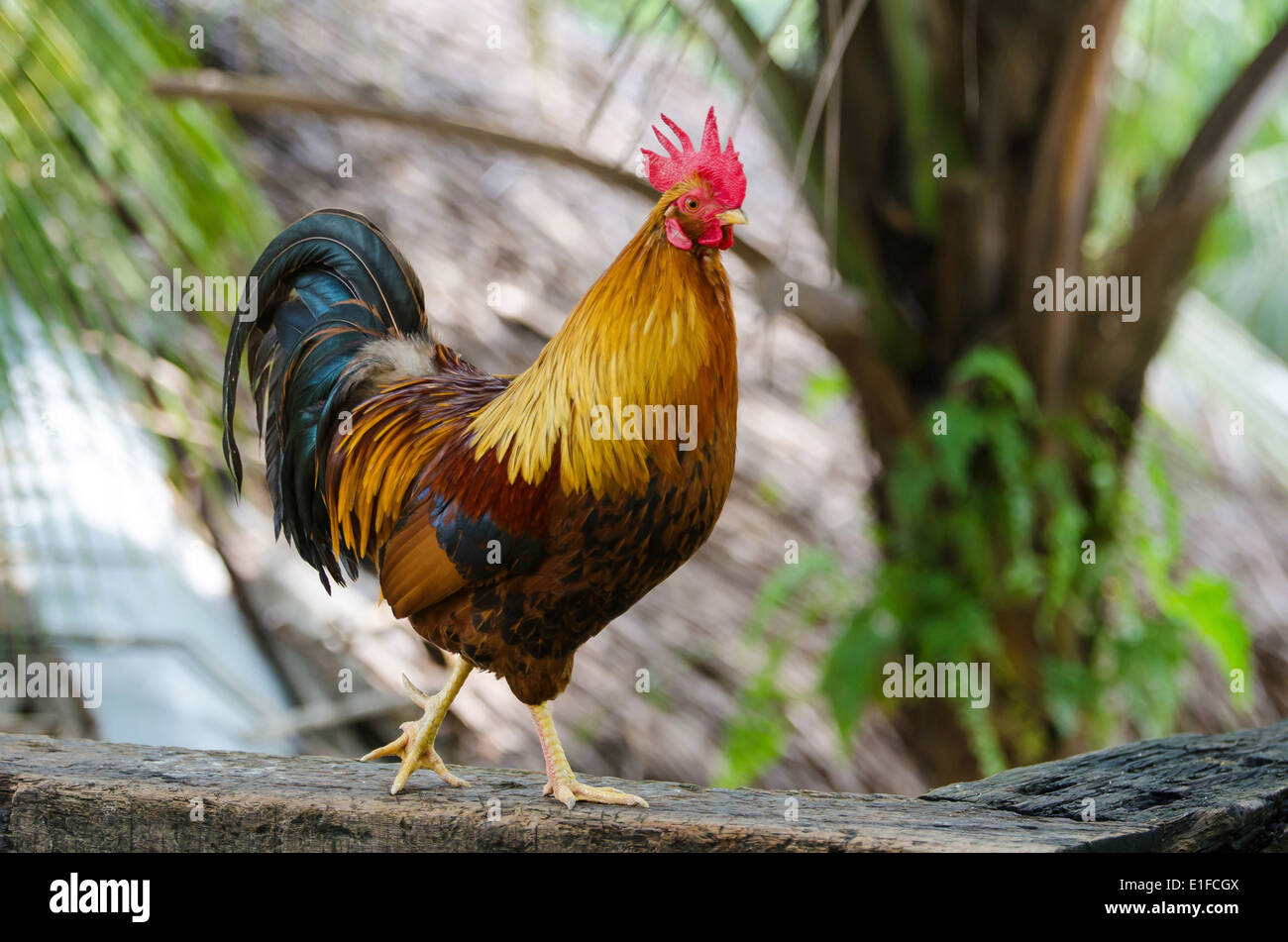 Rooster standing on tree hi-res stock photography and images - Alamy