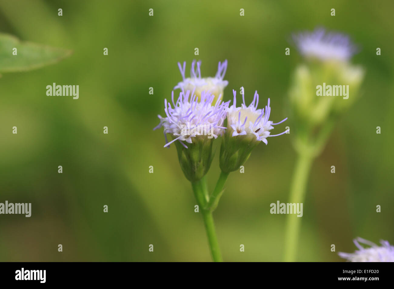 Little iron weed hi-res stock photography and images - Alamy