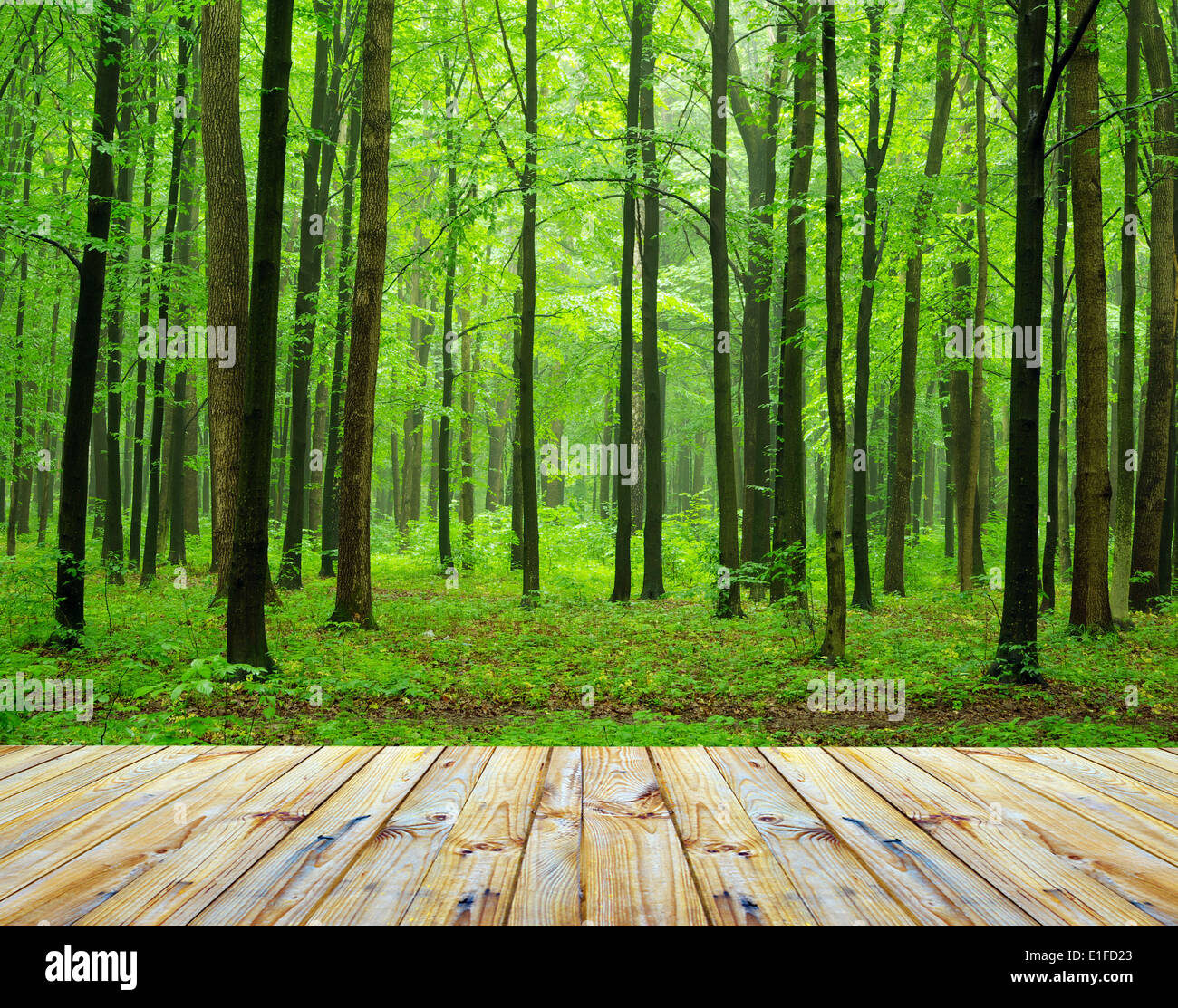 wood textured backgrounds on the forest backgrounds Stock Photo - Alamy