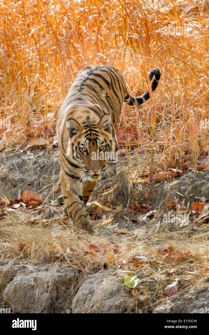 Tiger walking toward you hi-res stock photography and images - Alamy