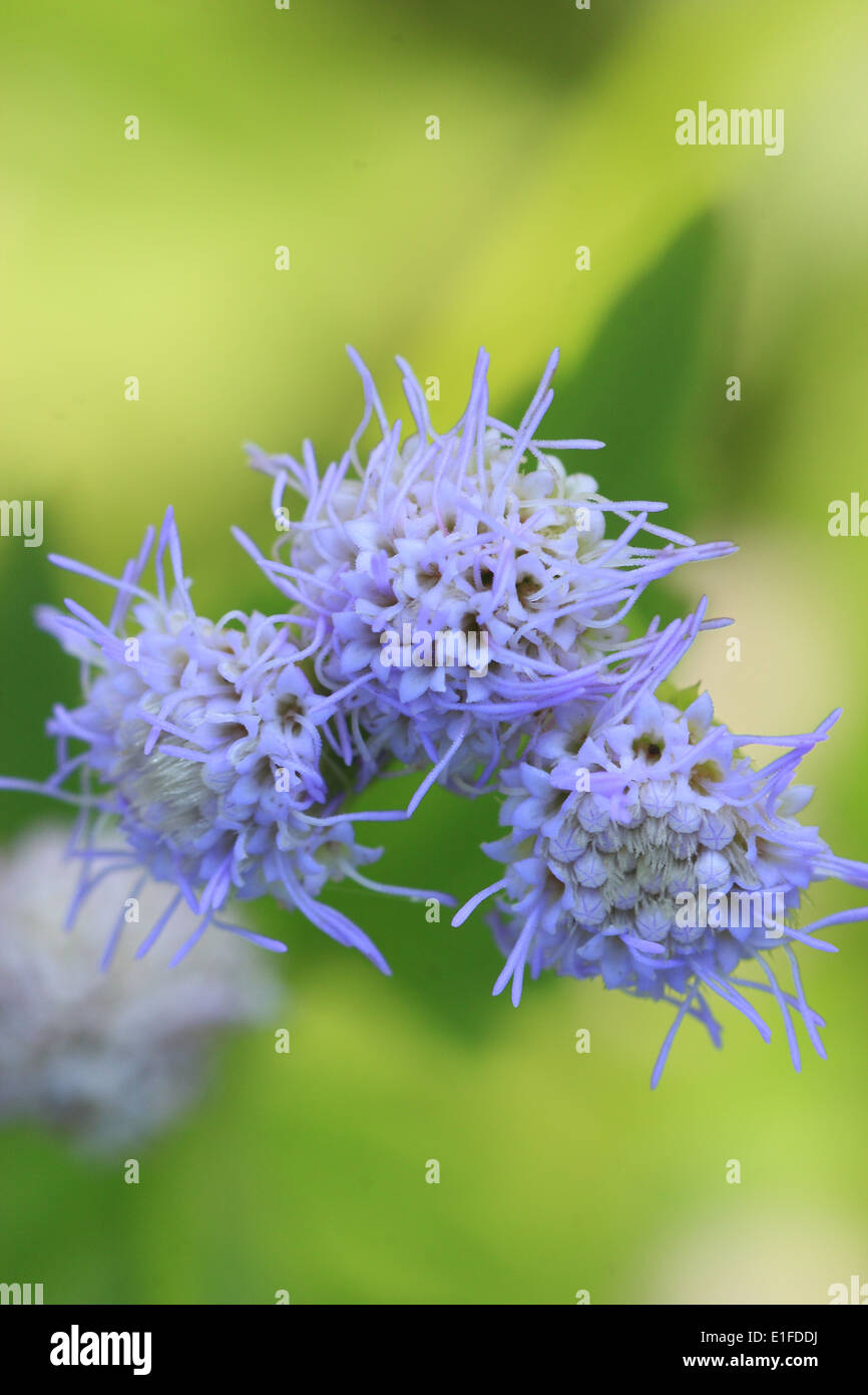 Purple fleabane hi-res stock photography and images - Alamy